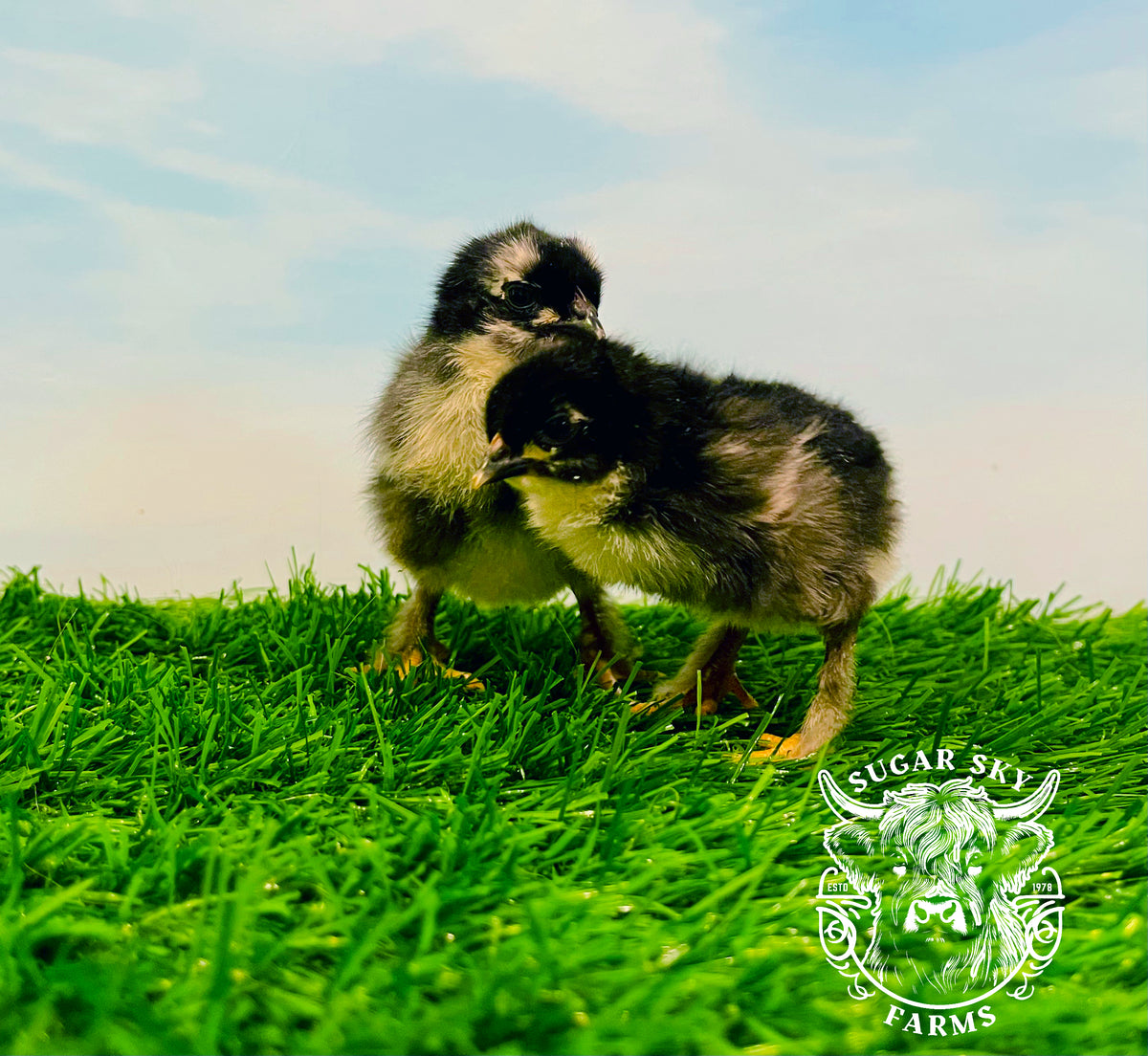 Black Copper Maran Chicks - Show Lines– Sugar Sky Farms