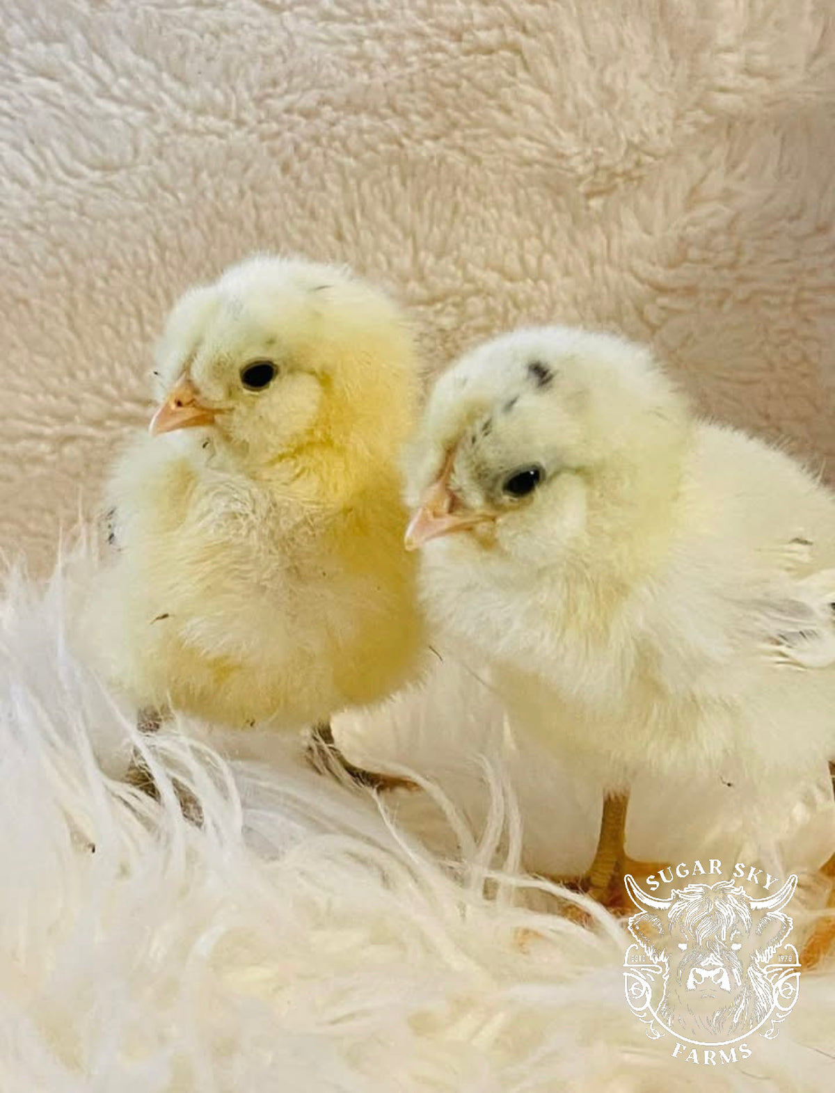 Ermine Ameraucana Chicks– Sugar Sky Farms