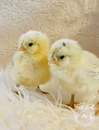 Ermine Ameraucana Chicks– Sugar Sky Farms