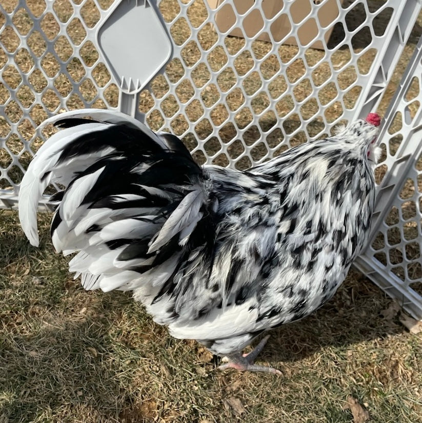 Ermine Ameraucana Rooster– Sugar Sky Farms