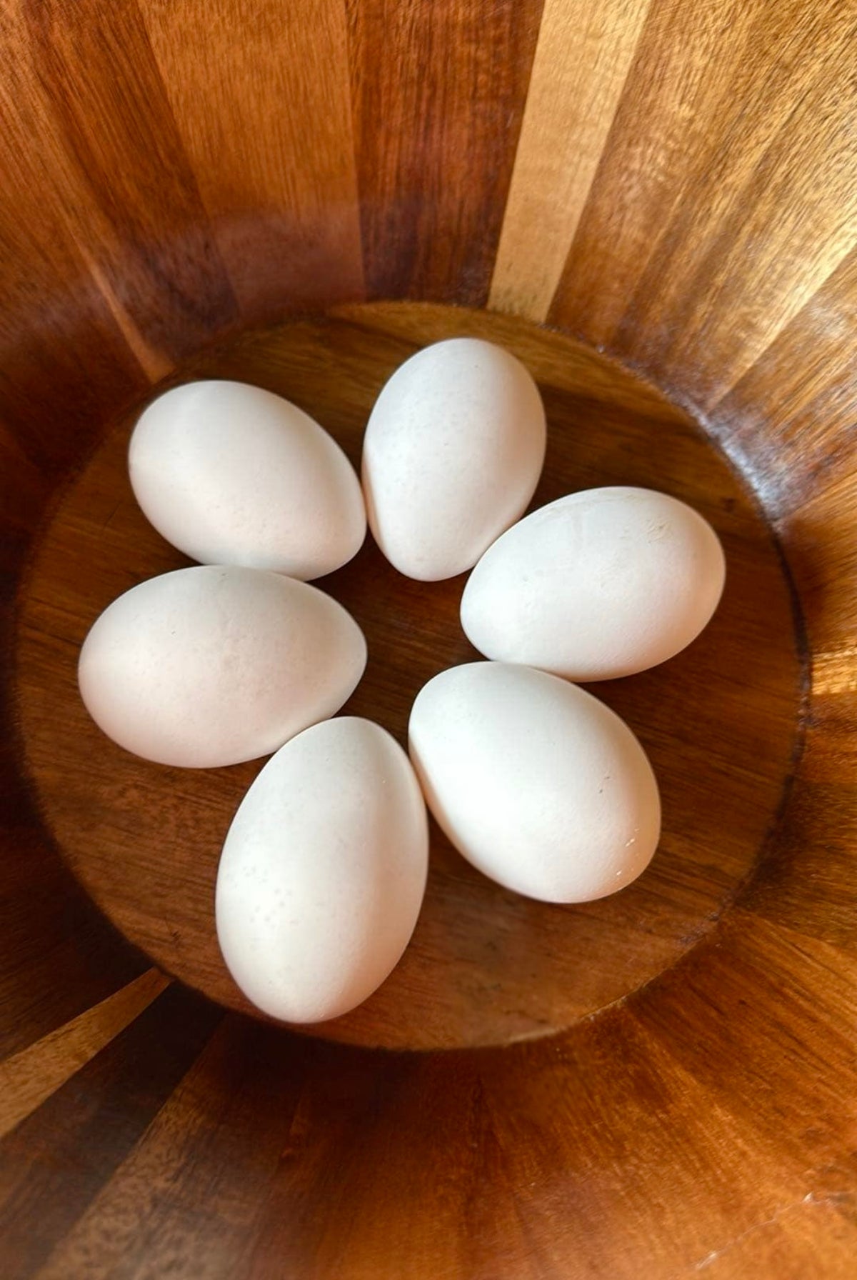 Tolbunt Polish Hatching Eggs– Sugar Sky Farms