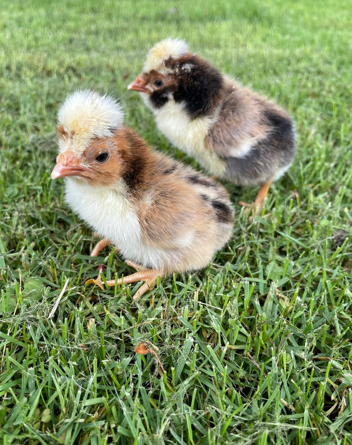 Tolbunt Polish Chicks– Sugar Sky Farms
