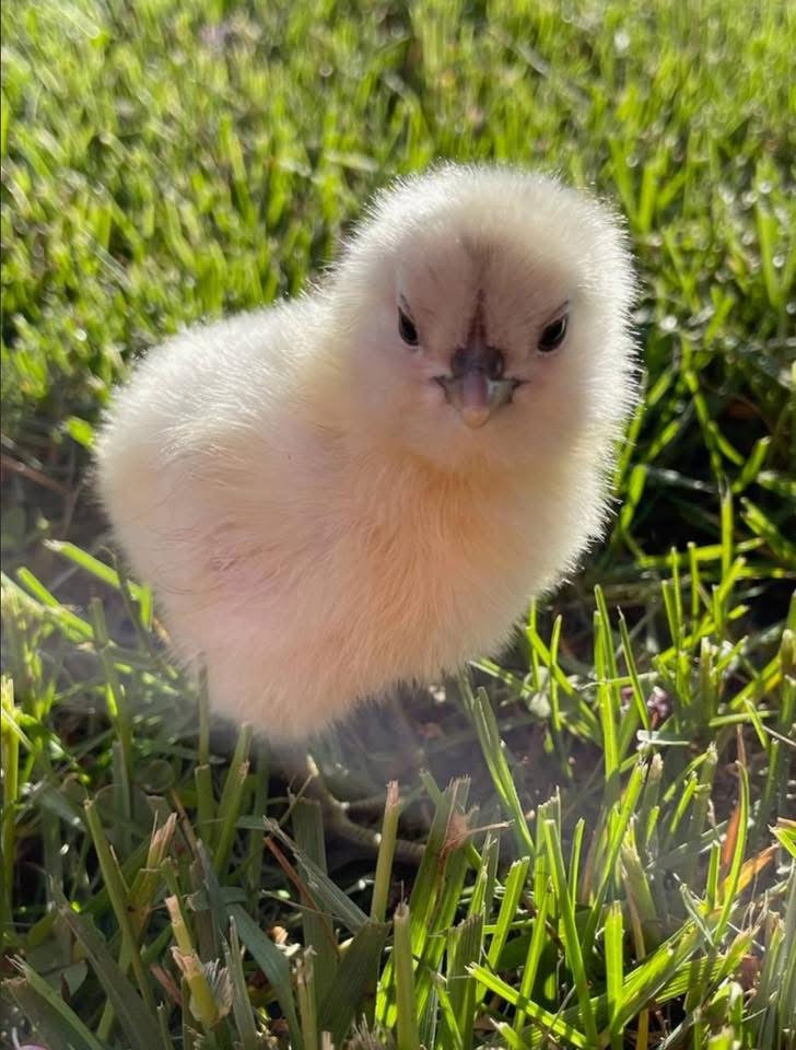 FibroCauna Chicks– Sugar Sky Farms
