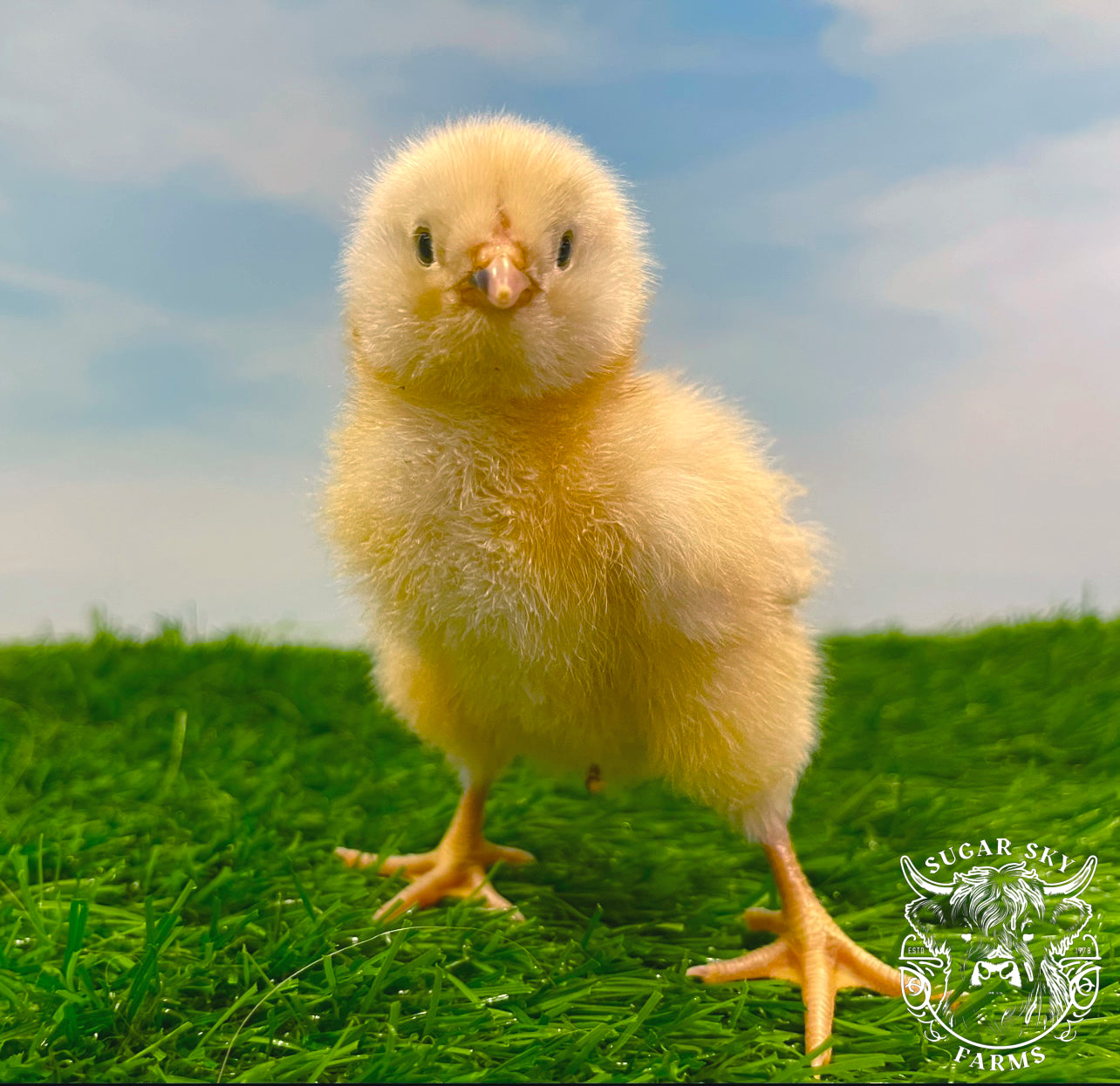 Ermine Ameraucana Chicks– Sugar Sky Farms