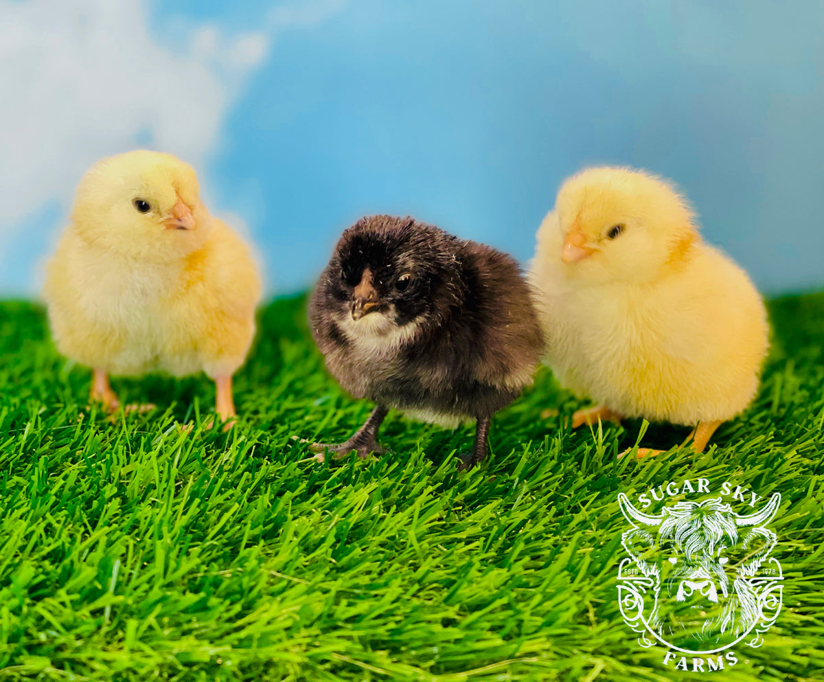 Ermine Ameraucana Chicks– Sugar Sky Farms