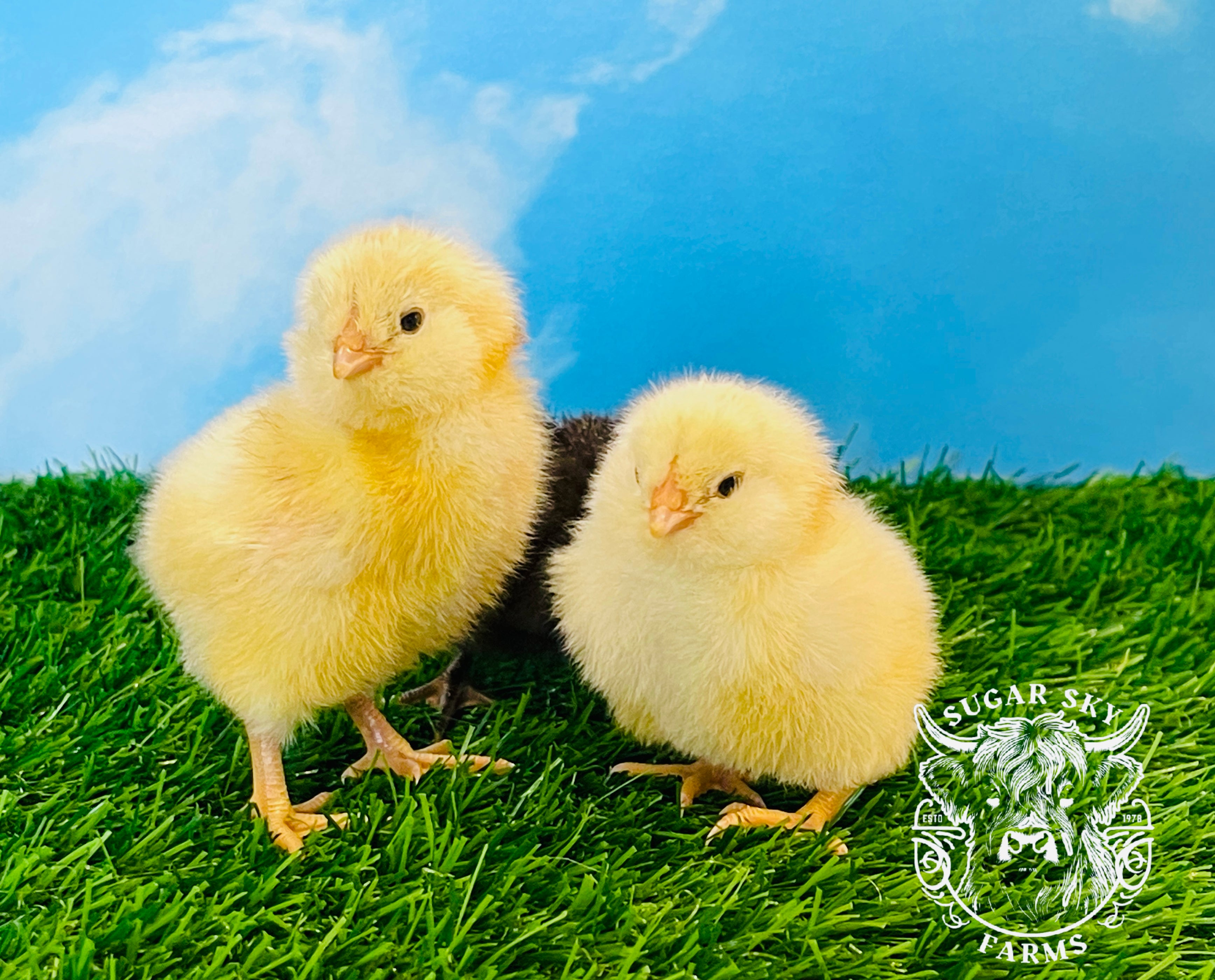 Ermine Ameraucana Chicks– Sugar Sky Farms