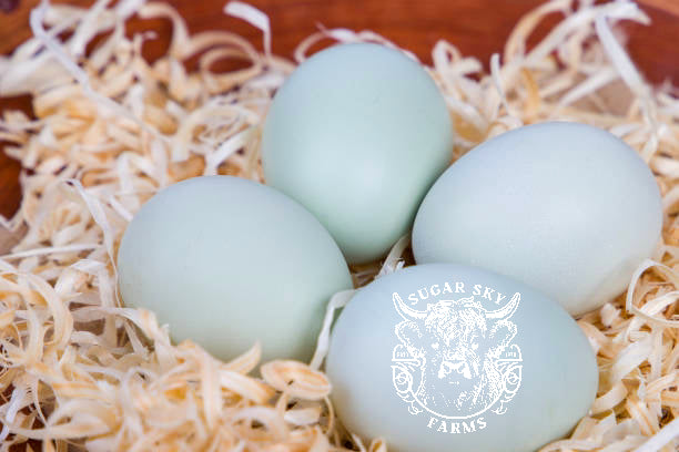 Ermine Ameraucana Hatching Eggs - Ermine, Black & White– Sugar Sky Farms